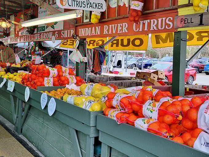 Florida sunshine captured in citrus form! These Indian River oranges aren't just fruit—they're edible sunshine that makes supermarket produce look like distant cousins.