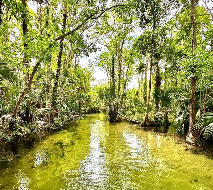Drifting along this crystal-clear waterway feels like stepping back into Florida’s untouched past—where nature’s beauty is the only treasure you need to find.