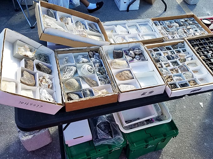 Nature's treasures neatly organized in display boxes – from seashells to geodes, each tiny compartment holds a piece of Earth's artistry.