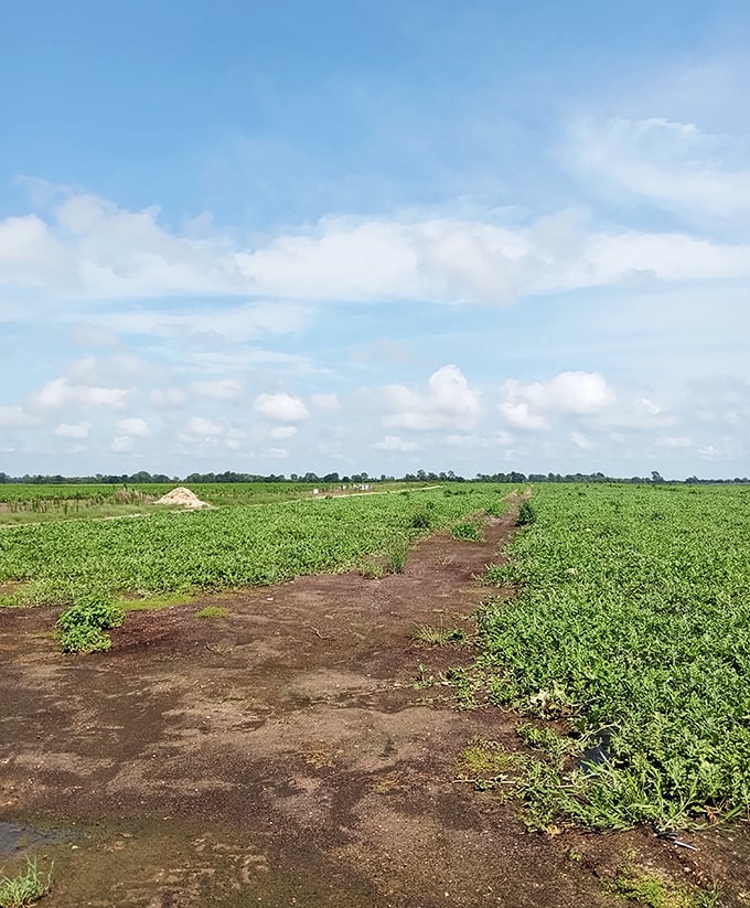 Fields of green stretch to the horizon like nature's retirement account. The fertile Bootheel soil produces crops and peace of mind in equal measure.