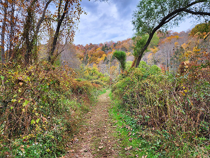 Nature's red carpet treatment – a trail winding through autumn's finest display, inviting you deeper into the wilderness with each step.