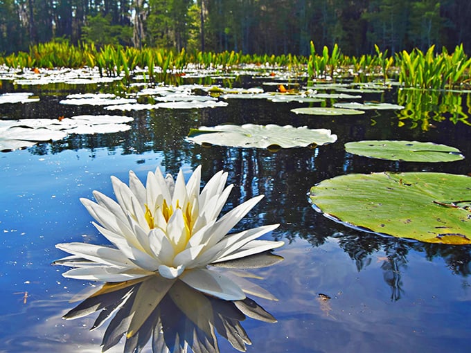 Monet would've traded his entire studio for this view—water lilies unfold like nature's origami across the swamp's inky mirror.