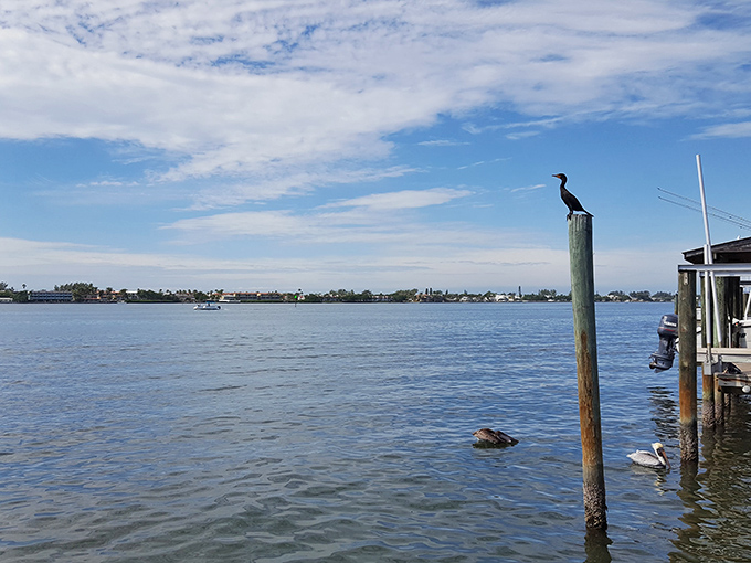 Nature's perfect perch! This cormorant in Cortez has the best waterfront view in town—even the pelicans look jealous.
