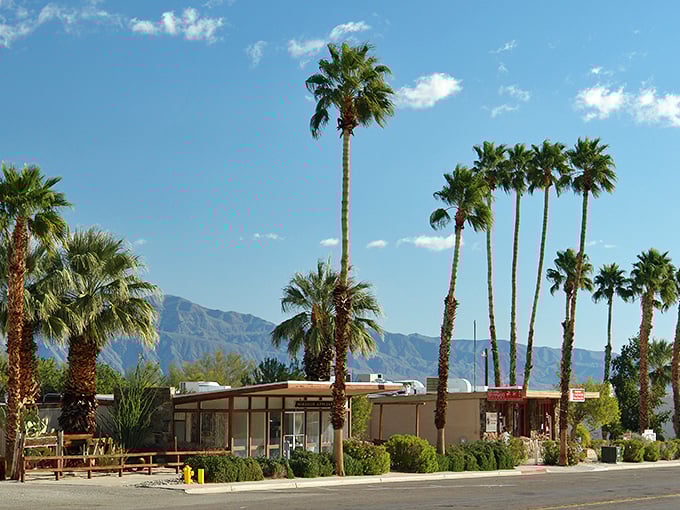 Palm trees having a family reunion! Borrego Springs showcases nature's skyscrapers against mountain backdrops that make Manhattan's skyline look like amateur hour.