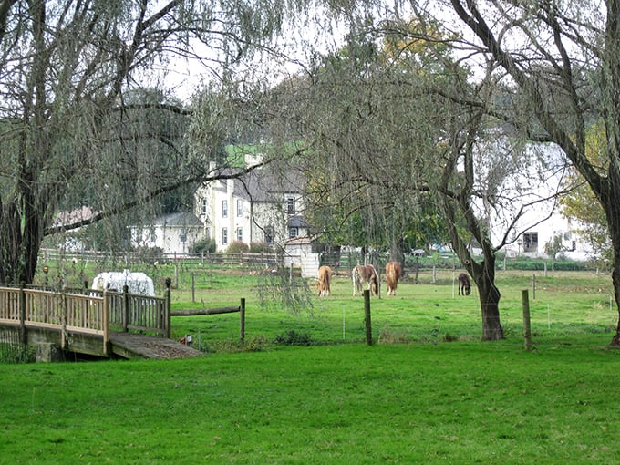 Beneath weeping willows and beside grazing cattle, this pastoral scene whispers stories of simpler times and Sunday afternoon naps.