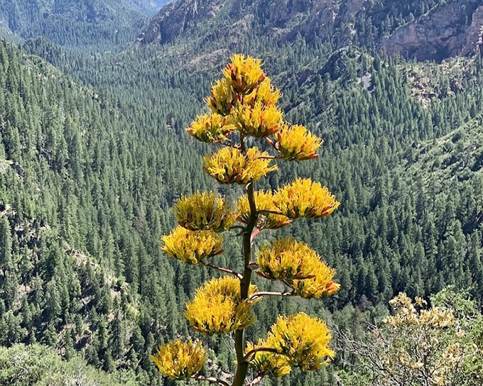 This century plant's dramatic yellow bloom stands like nature's exclamation point against the canyon backdrop, its once-in-a-lifetime flowering spectacle worth the wait.