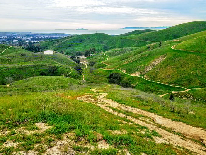 Hiking trails wind through Ventura's hills like nature's roller coaster. The payoff? Panoramic views that make smartphone cameras work overtime.