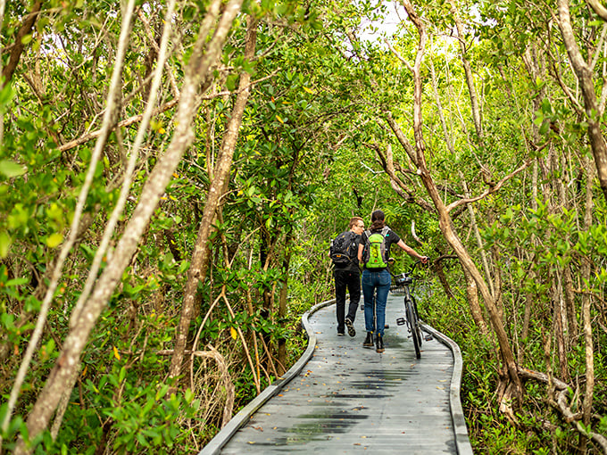 Nature's cathedral—where mangroves form perfect arches and the only appropriate response is hushed appreciation (and maybe a quick selfie when no one's looking).