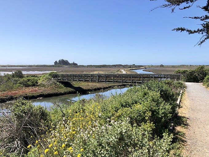 This isn't just a trail – it's nature's front row seat to a wetland symphony, complete with wildflowers providing the visual soundtrack.