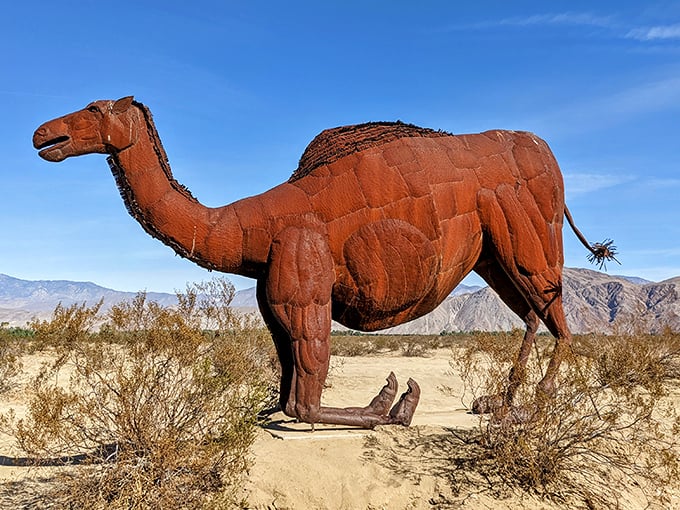 The desert camel stands stoically, as if thinking, "I was built for this heat, but I still don't have to like it."