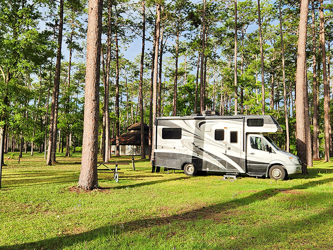 Camping among Apalachicola's towering pines offers a peaceful retreat that no five-star hotel could match. Nature's white noise machine comes standard.