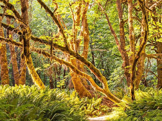 Moss-draped branches create nature's art installation – like someone decorated for the world's most spectacular garden party that's been going for centuries.