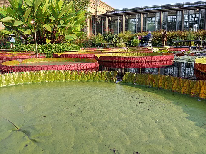 Giant water lilies that look strong enough to support a small child—though the gardeners politely request you don't test this theory.