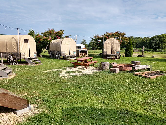 Covered wagons reimagined for overnight guests—glamping that lets you experience pioneer life but with actual mattresses. Your Oregon Trail party won't die of dysentery here.