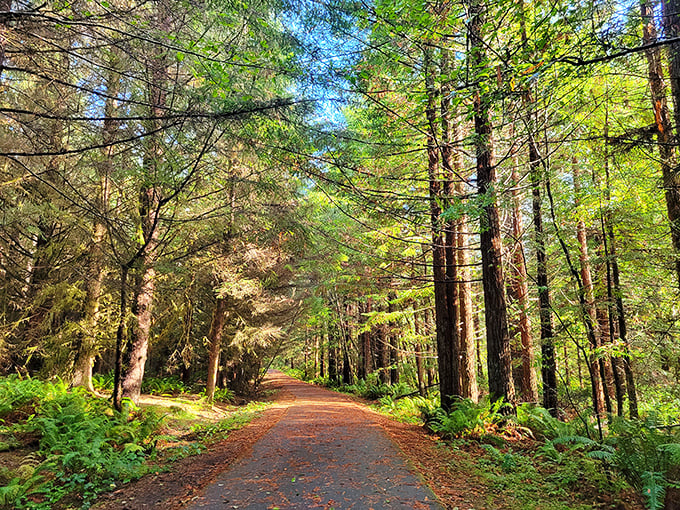 These towering redwoods make you realize nature's been doing cathedral architecture way longer than humans ever tried.