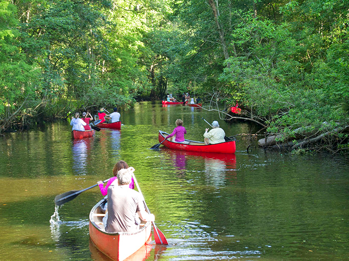 The Homosassa River flows like liquid magic, connecting pristine springs to Gulf Coast treasures.