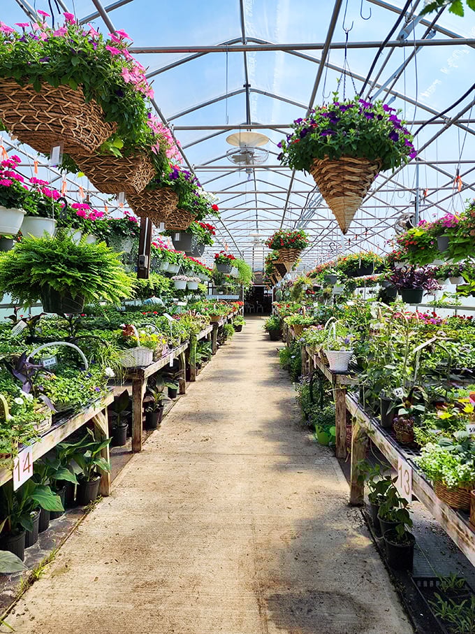 Garden centers in Ashland don't just sell plants—they create hanging masterpieces that make your sad apartment fern look like it needs an intervention.
