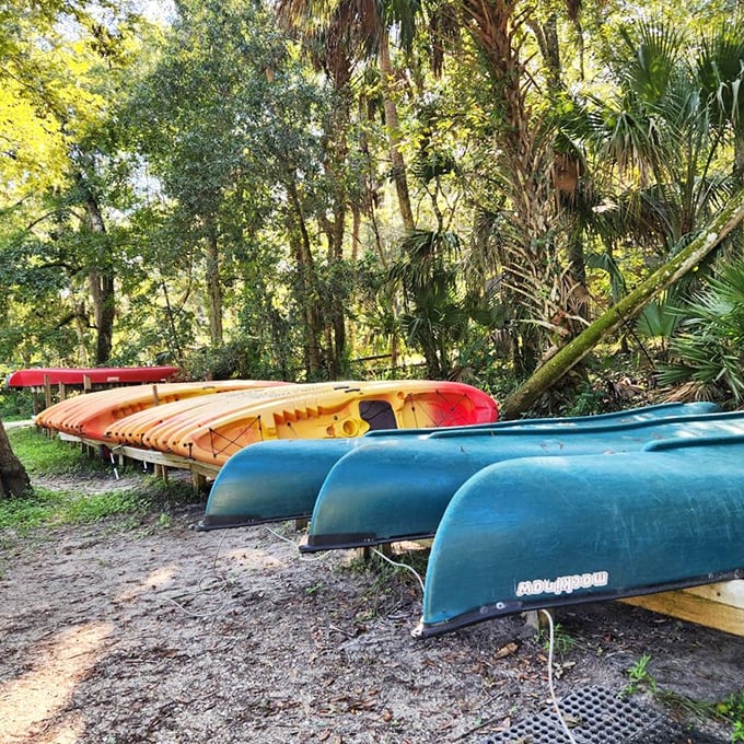The park's colorful kayak lineup – like a candy store for adventure-hungry adults who've outgrown theme park lines.