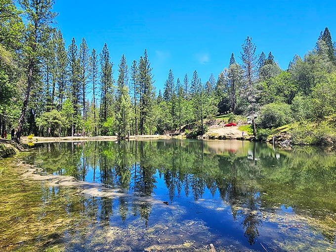 Mirror-like waters reflect towering pines at this serene Placerville swimming hole, where locals escape summer heat without battling coastal crowds or prices.