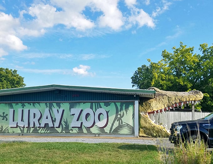 The Luray Zoo entrance says it all—this isn't your average animal encounter, but a rescue mission with scales, feathers, and plenty of heart.