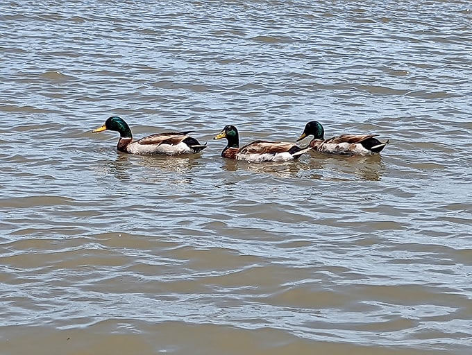 Three mallards cruise the gentle waters like feathered tour guides, showing off their favorite Delaware Bay hangout spot.