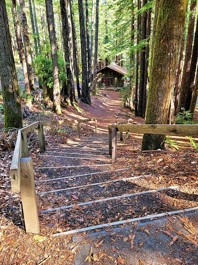 The forest trails of Mendocino Woodlands don't just lead somewhere—they lead you back to yourself, one pine-scented step at a time.