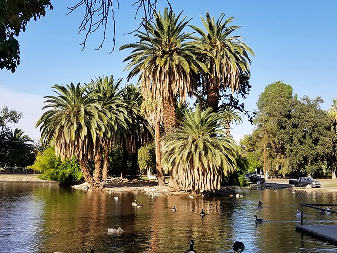 Palm trees frame a serene pond where ducks glide by as if they're also on vacation—Murray Park offers a peaceful retreat from life's constant notifications.