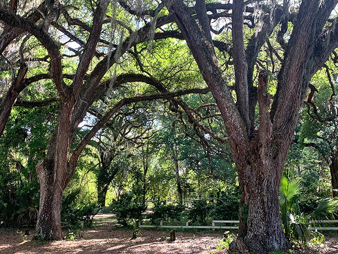 Nature's cathedral: Spanish moss creates a magical canopy over Micanopy's pathways, filtering sunlight into a dappled dance across the ground.