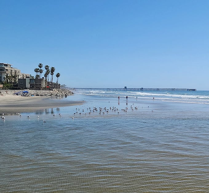 Morning at Oceanside Beach brings seagulls, surfers, and that perfect light photographers chase—nature's own Instagram filter that money can't buy.