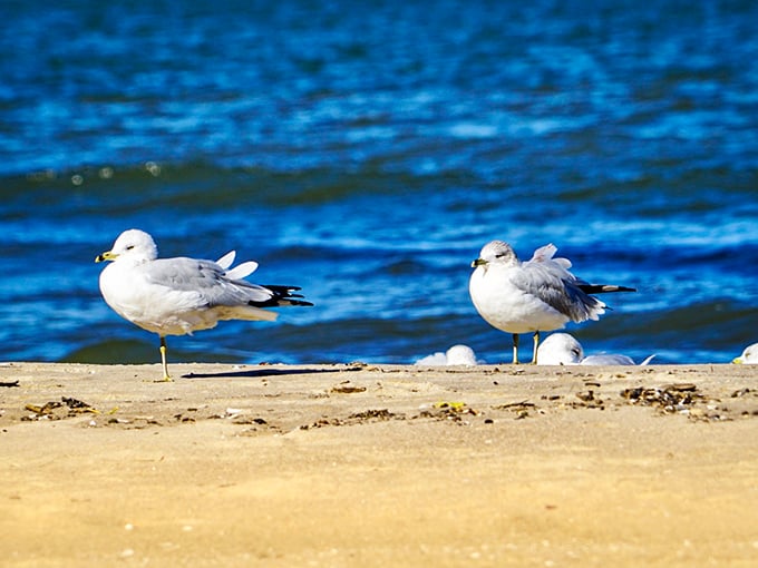 Beach wildlife committee meeting in progress. These gulls are definitely discussing where you might have hidden your sandwich.