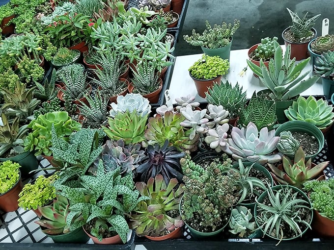 A succulent lover's dream come true. These little green masterpieces are like potato chips—nobody ever leaves with just one.