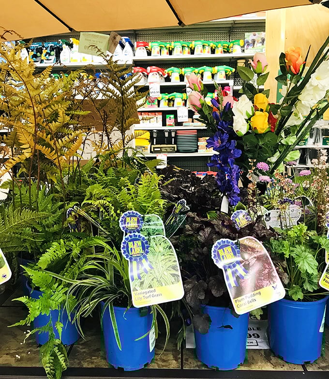 Nature's beauty meets bargain hunting. These vibrant plants transform any space from "meh" to magnificent without the garden center markup.