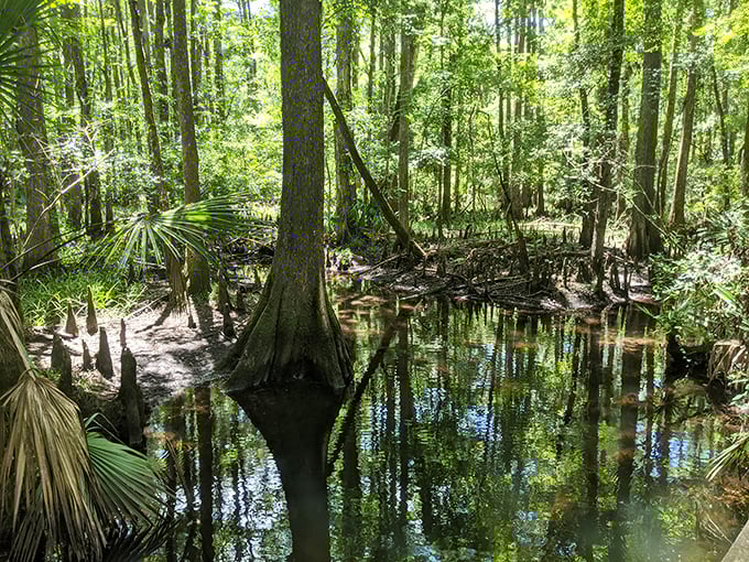 Nature reclaims its territory at Rice Creek, where cypress knees rise from tannin-stained waters like nature's own sculpture garden.