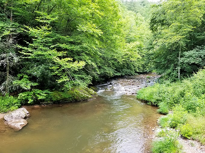 Mother Nature showing off again with this pristine stream cutting through lush forest—the kind of scene that makes you want to ditch your phone and wade right in.