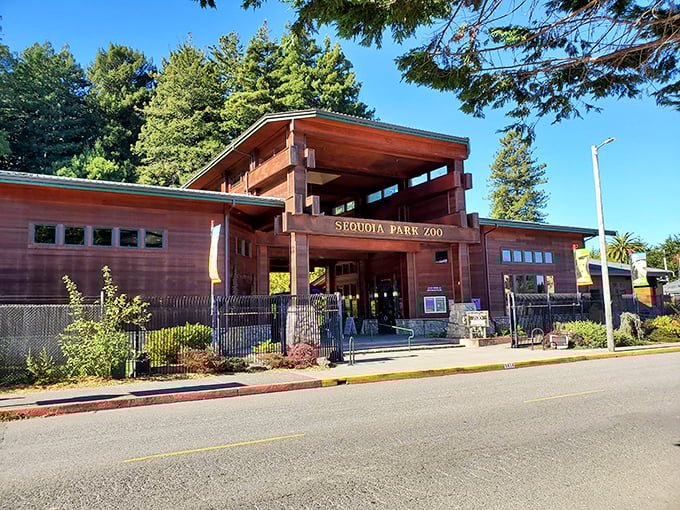 The Sequoia Park Zoo entrance welcomes visitors with rustic charm – proving small zoos can deliver big experiences without big-city prices.