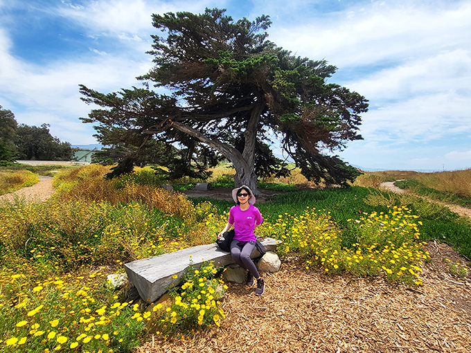 Nature's perfect bench placement—wildflowers, ancient trees, and endless views combine for what might be California's most therapeutic sitting spot.
