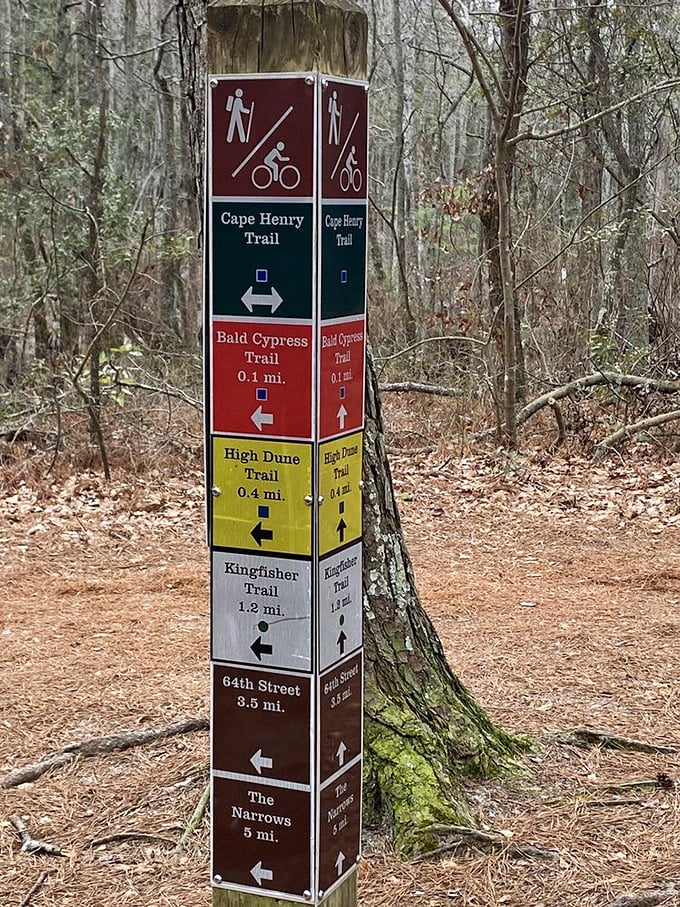 Trail markers standing like colorful tour guides in the forest—the outdoor equivalent of a mall directory, but with far better scenery.