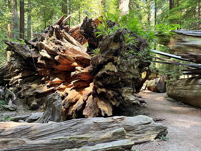 Nature's demolition site—this fallen giant created its own ecosystem in death. The forest's cycle of renewal displayed in magnificent, splintered glory.