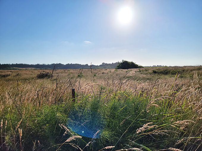 Golden grasses dance in the coastal breeze, a reminder that sometimes the most beautiful views aren't vertical but horizontal.