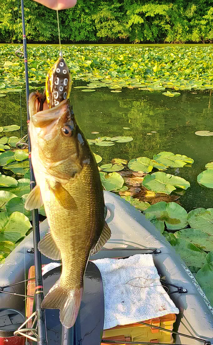Landing dinner and memories – this bass practically posed for its close-up among the lily pads.