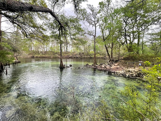 The spring's edge reveals a perfect meeting of worlds—emerald forest canopy above, liquid sapphire below.