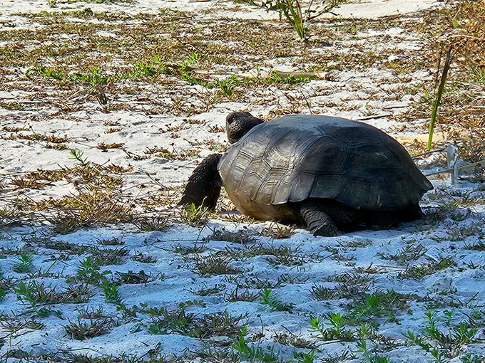 Meet one of the island's oldest residents! This gopher tortoise doesn't need sunscreen or reservations—he's been enjoying the island life at his own pace for decades.