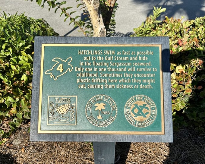 Educational signage that actually makes you stop and read. Sea turtle hatchlings face thousand-to-one odds—suddenly my morning commute doesn't seem so challenging.