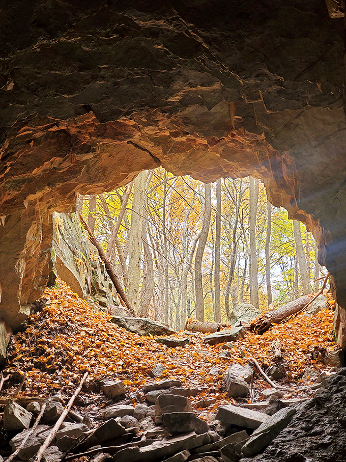Looking out from inside nature's portal, autumn's golden light beckons. Like stepping through a magical wardrobe, minus the snow queen and talking animals.
