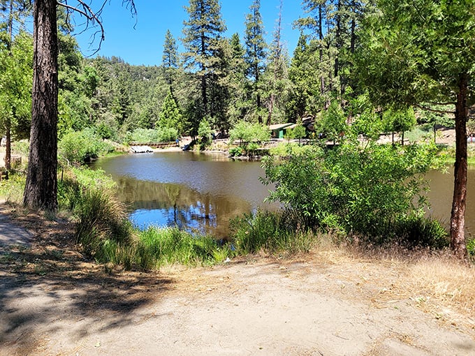 This tranquil mountain pond reflects the surrounding pines like nature's own Instagram filter, offering a moment of serenity that no spa treatment could match.