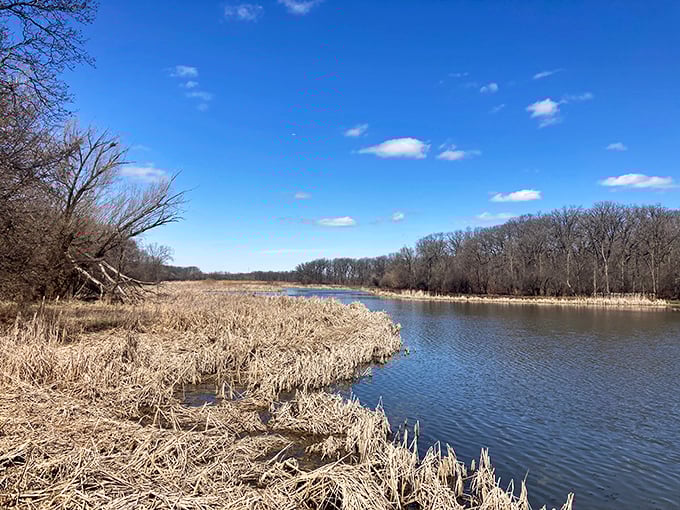 Early spring at Busse Woods reveals the preserve's quiet beauty—dormant reeds frame waters that have witnessed generations of Illinois families finding refuge.