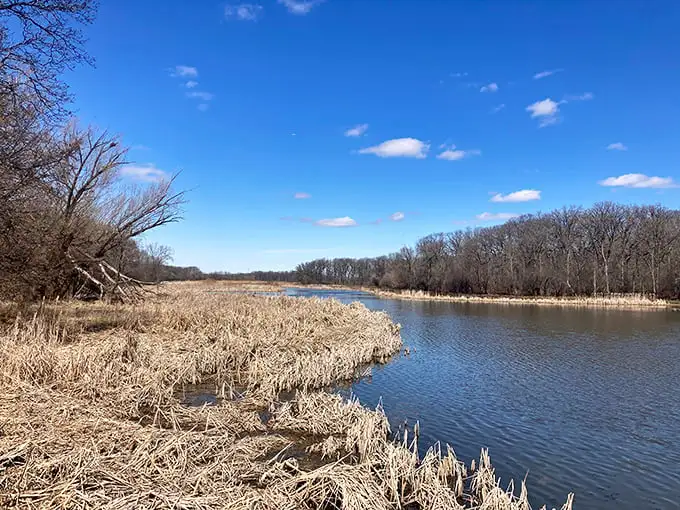 Early spring at Busse Woods reveals the preserve's quiet beauty—dormant reeds frame waters that have witnessed generations of Illinois families finding refuge.