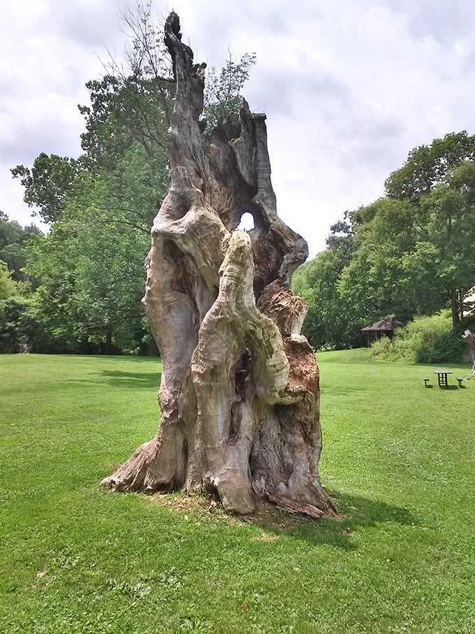 This ancient tree stands like nature's sculpture garden centerpiece, telling stories of centuries past to anyone who'll listen.