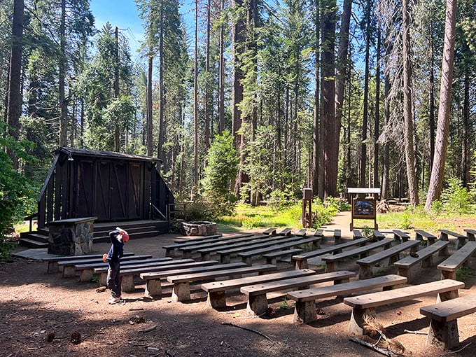 This outdoor amphitheater hosts ranger talks where trees older than Christianity provide the backdrop.