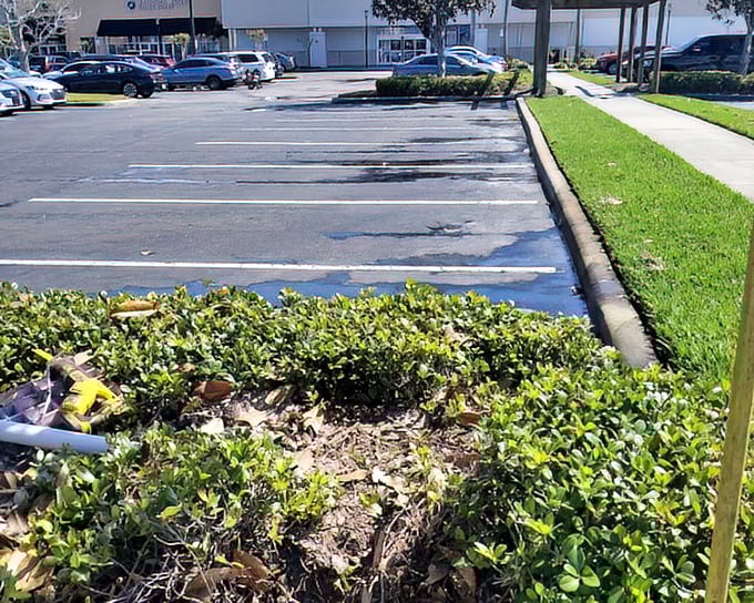 Parking spots you don't need binoculars to locate—a Florida miracle more impressive than any mouse-themed attraction.